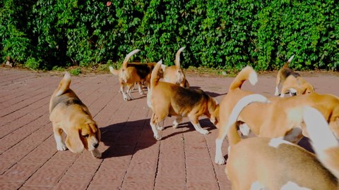 Huge Flock Little Beagles Breed Beagle Stock Footage Video (100% ...