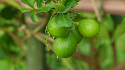 Green Lemon Farming Eastern Nepal Stock Footage Video (100% Royalty ...