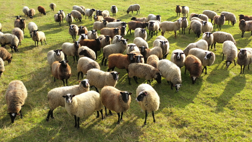 Sheep Eats Stock Video Footage - 4K and HD Video Clips | Shutterstock