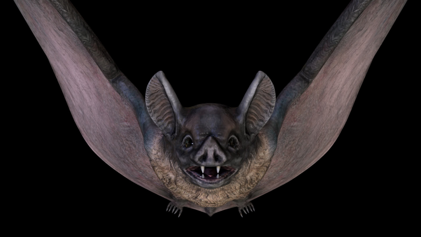 Vampire Bat Blood Stock Video Footage - 4K and HD Video Clips ...