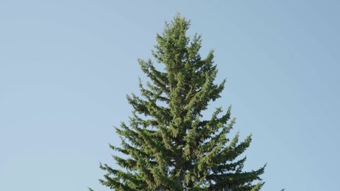 Single Fir Tree Isolated Over Blue Stock Footage Video (100% Royalty ...