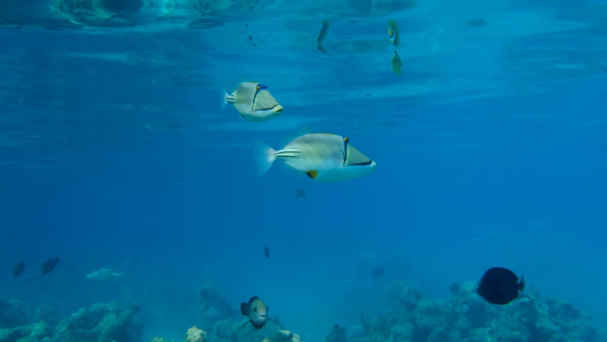 Triggerfish Stock Video Footage - 4K and HD Video Clips | Shutterstock