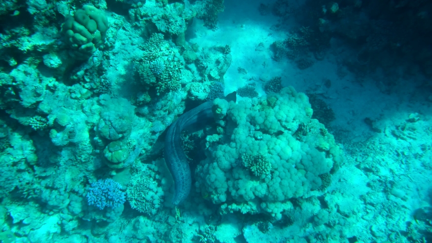 Giant Moray Eel Stock Video Footage - 4K and HD Video Clips | Shutterstock