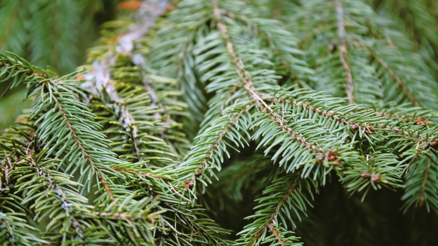 fluffy green branch christmas tree sharp Stock Footage Video (100% ...