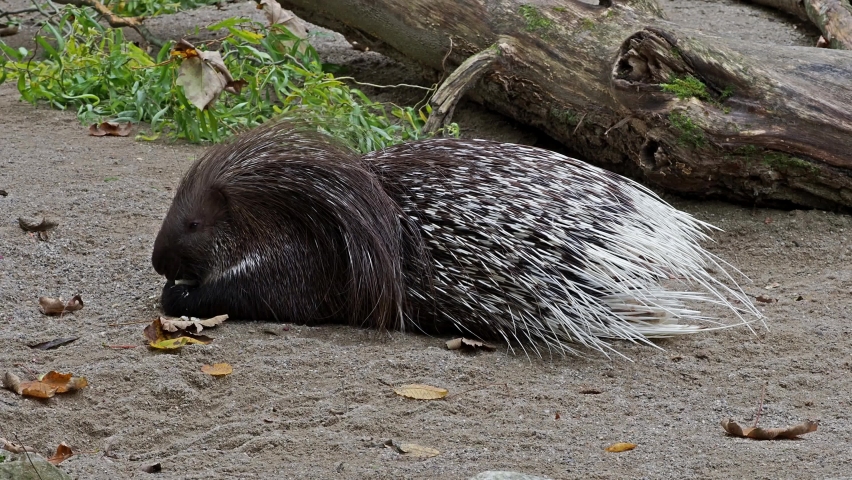 Spiked shells Stock Video Footage - 4K and HD Video Clips | Shutterstock