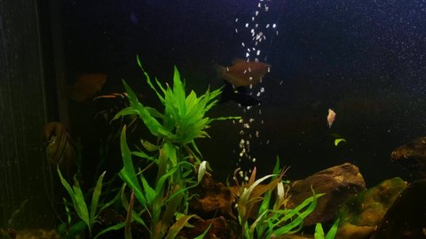 Shot 40 Gallon 3ft Long Tropical Stock Photo 655339000 | Shutterstock