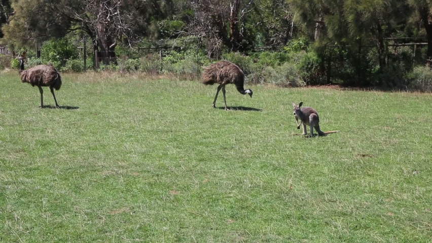 Kangaroo And Emu Stock Video Footage - 4K and HD Video Clips | Shutterstock