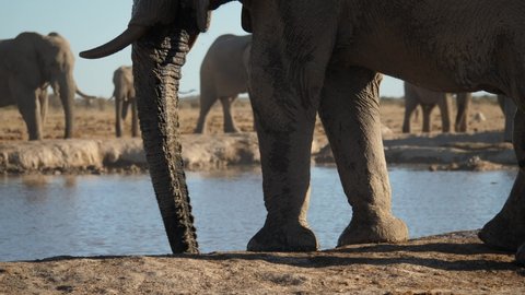 Closeup Male African Elephant Using Trunk Stock Footage Video (100% ...