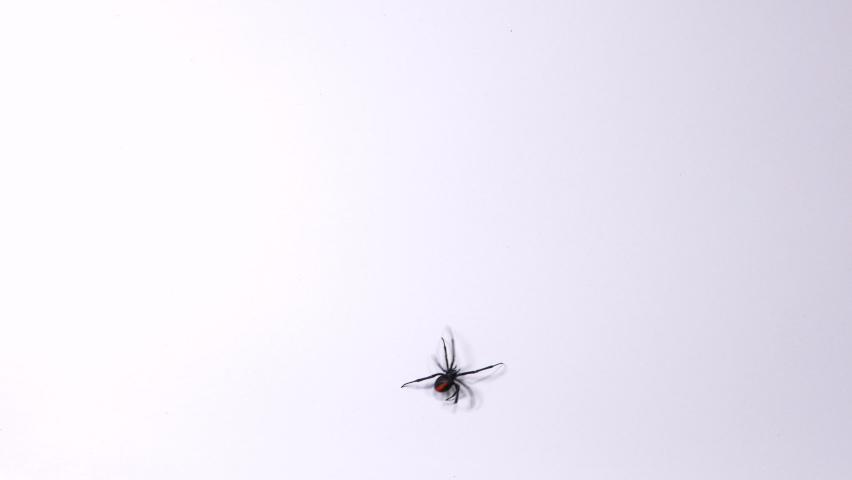 redback spider moving quickly across white Stock Footage Video (100% ...