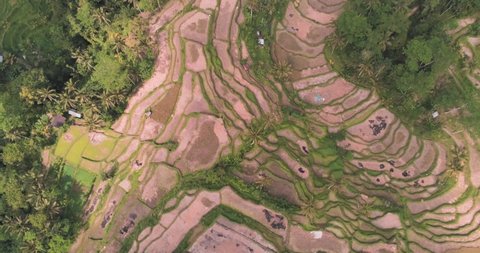 Rice Terraces Jungles Malaysia Aerial View Stock Footage Video (100% ...