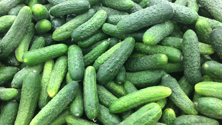 Cucumbers are On Sale in Stock Footage Video (100% Royalty-free ...