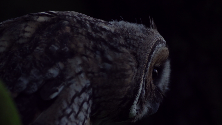 449 Dark brown raptor Stock Video Footage - 4K and HD Video Clips ...