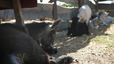 Goat back view Stock Video Footage - 4K and HD Video Clips | Shutterstock