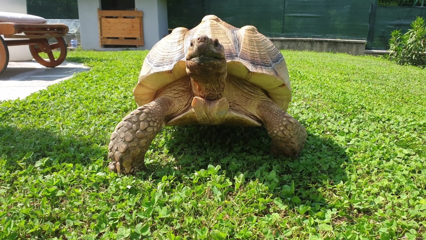 Angry Turtle Stock Video Footage - 4K and HD Video Clips | Shutterstock