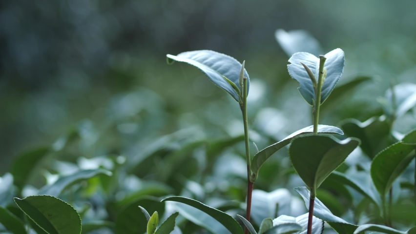 fresh green tea leaves nature background Stock Footage Video (100% ...