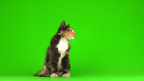 Cat green screen Stock Video Footage - 4K and HD Video Clips | Shutterstock