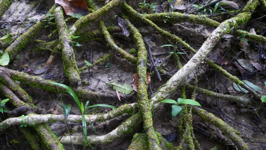 Tree Root System Stock Video Footage - 4K and HD Video Clips | Shutterstock