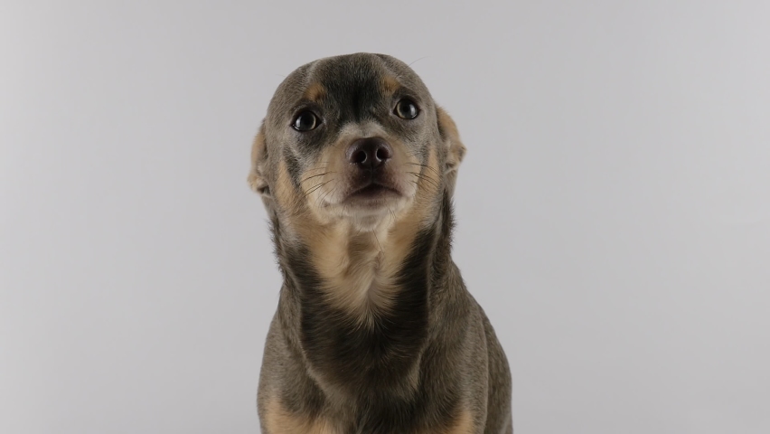 Afraid Dog Stock Video Footage - 4K and HD Video Clips | Shutterstock