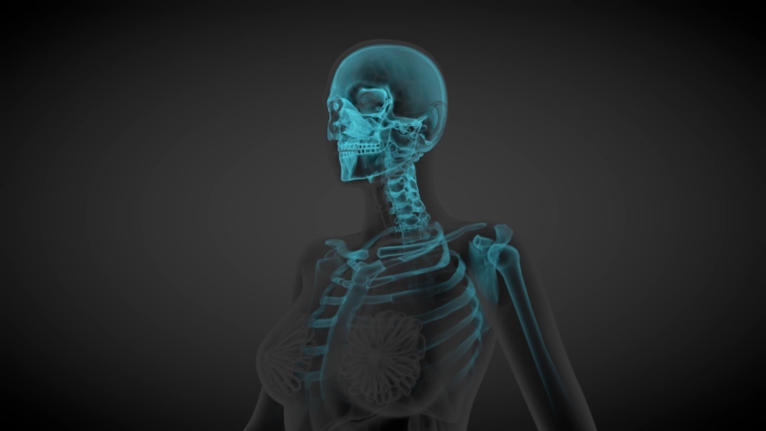 Organ X Ray Uterus Stock Video Footage - 4K and HD Video Clips ...