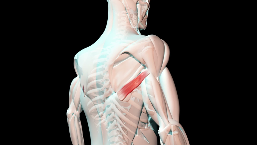 Teres Major Stock Video Footage - 4K and HD Video Clips | Shutterstock