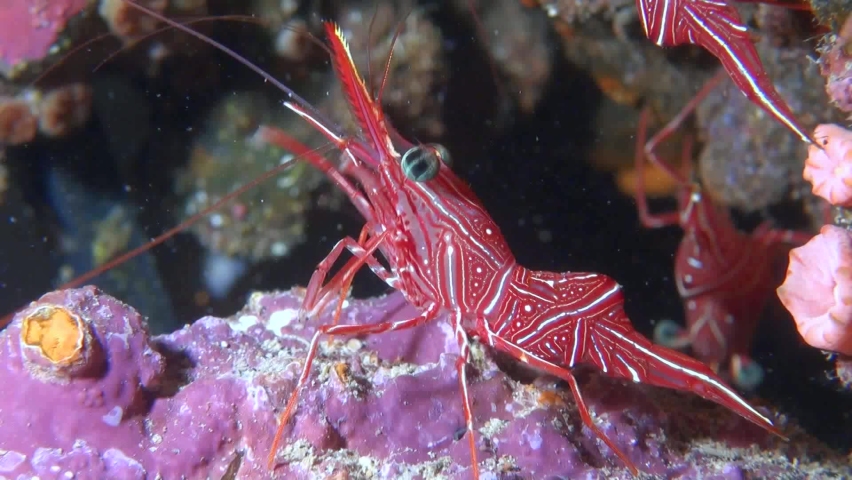 Humpback Shrimp Stock Video Footage - 4K and HD Video Clips | Shutterstock