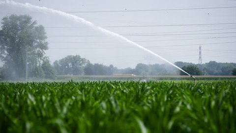 Bug Sprinkler Watering Large Corn Field Stock Footage Video (100% ...