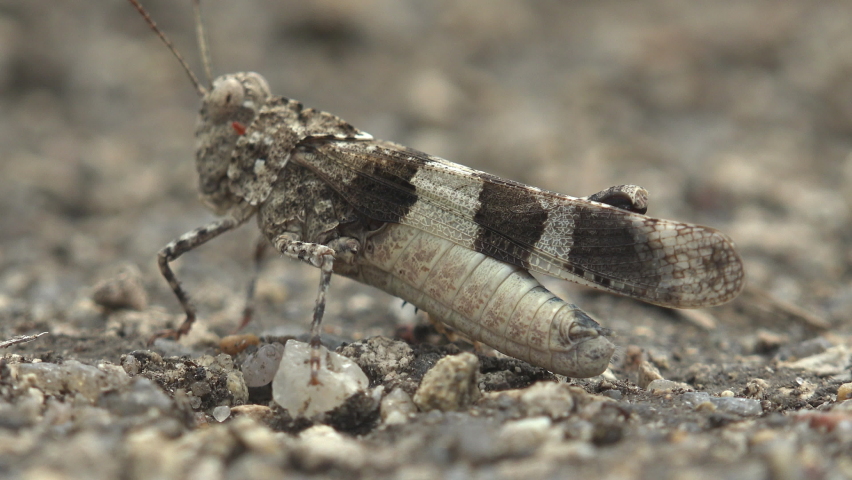 Carolina Locust, Dissosteira Carolina, Carolina Stock Footage Video ...
