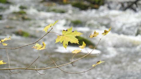 Closer Look Small Maple Leaves On Stock Footage Video (100% Royalty ...