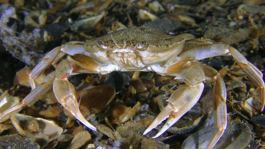 flying swimming crab liocarcinus holsatus sits Stock Footage Video (100 ...