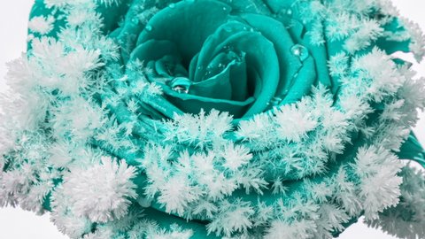 Amazing Unusual Blue Rose Frozen Freezing Stock Footage Video (100% ...