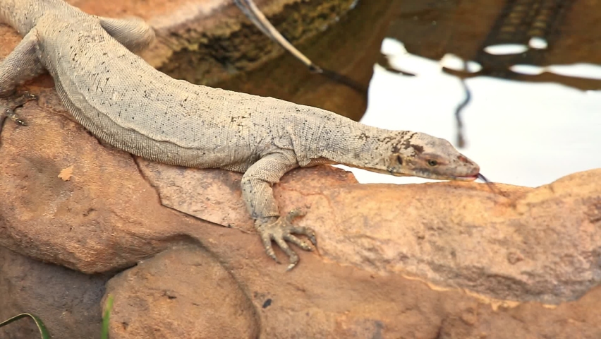 mertens' water monitor mertens's large lizard Stock Footage Video (100% ...