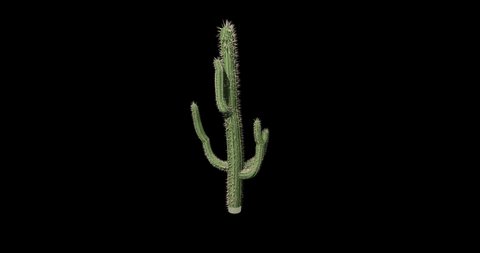Cactus Tree Growth Animation Spiky Thorns Stock Footage Video (100% ...