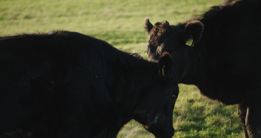 Cow mating Stock Video Footage - 4K and HD Video Clips | Shutterstock