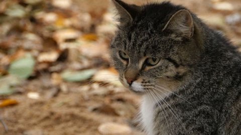 Ossie Cat Portrait Other Cat Background Stock Photo 1016479771 ...