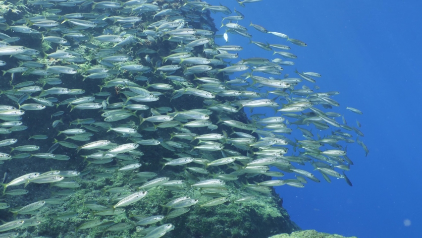 underwater fish scenery ocean landscape school Stock Footage Video (100 ...