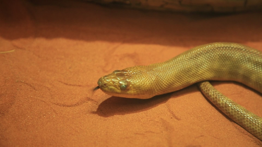 Woma Python Stock Video Footage - 4K and HD Video Clips | Shutterstock