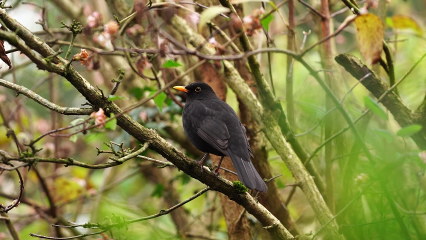Blackbird in Tree image - Free stock photo - Public Domain photo - CC0 ...