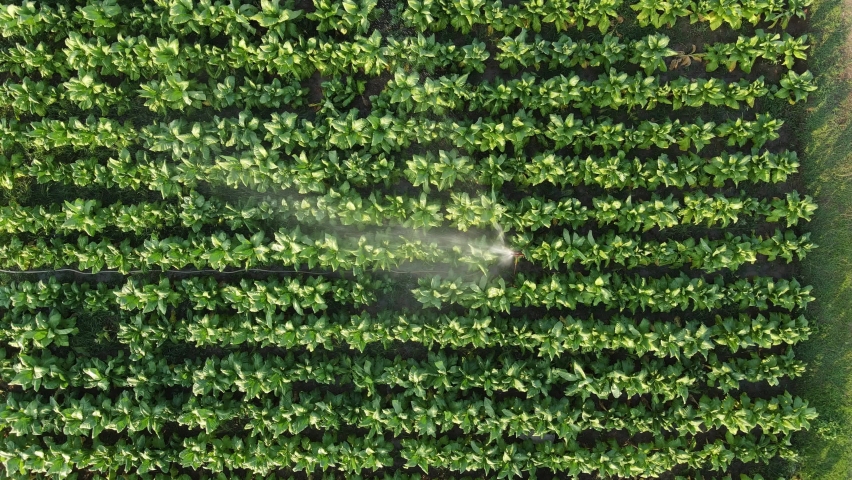 top view automatic sprinkler system watering Stock Footage Video (100% ...