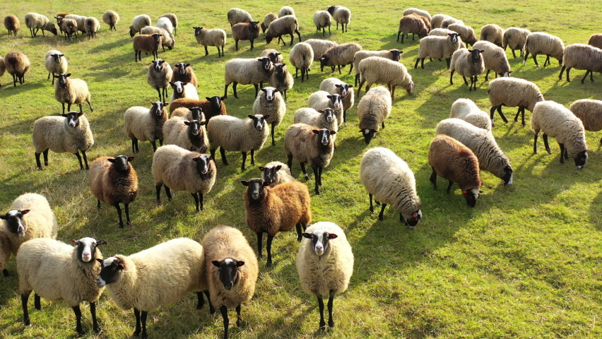 Amazing Sheep On Pasture. Fluffy Stock Footage Video (100% Royalty-free ...
