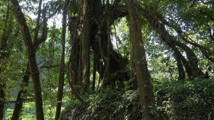 Tropical moist deciduous forests Stock Video Footage - 4K and HD Video ...
