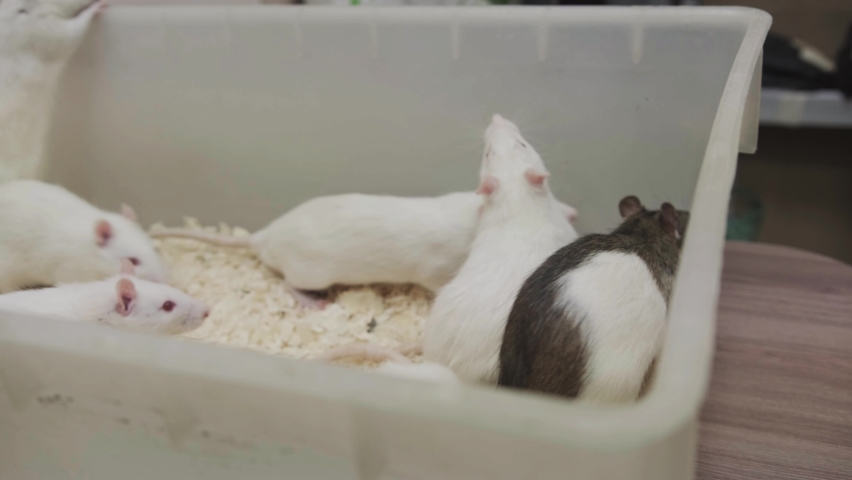 Lab Rat Cage Stock Video Footage - 4K and HD Video Clips | Shutterstock