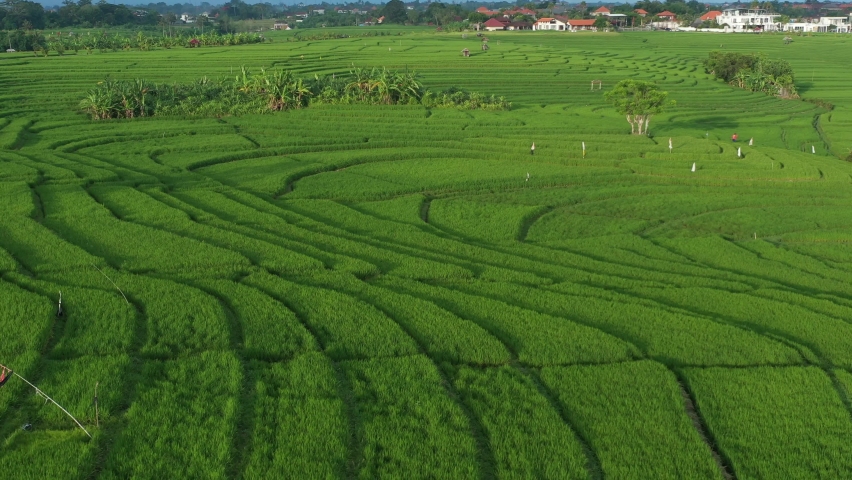 moving aerial shot rice fields canggu Stock Footage Video (100% Royalty ...