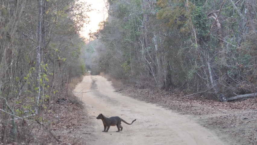 Fossa madagascar Stock Video Footage - 4K and HD Video Clips | Shutterstock