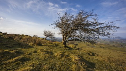 Heavily Wind Swept Tree Gusts Off Stock Photo 797359147 | Shutterstock