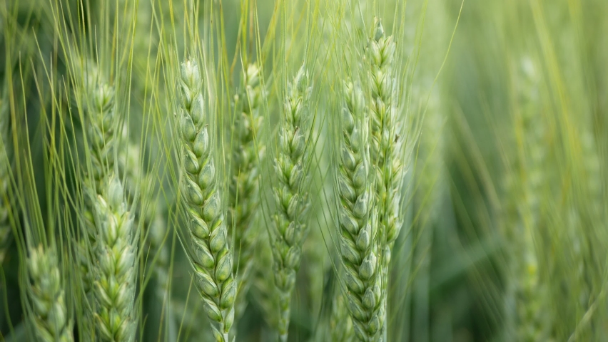 fields wheat triticale hybrid triticum rye Stock Footage Video (100% ...