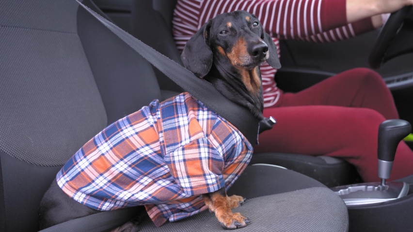 Vet Car Stock Video Footage - 4K and HD Video Clips | Shutterstock