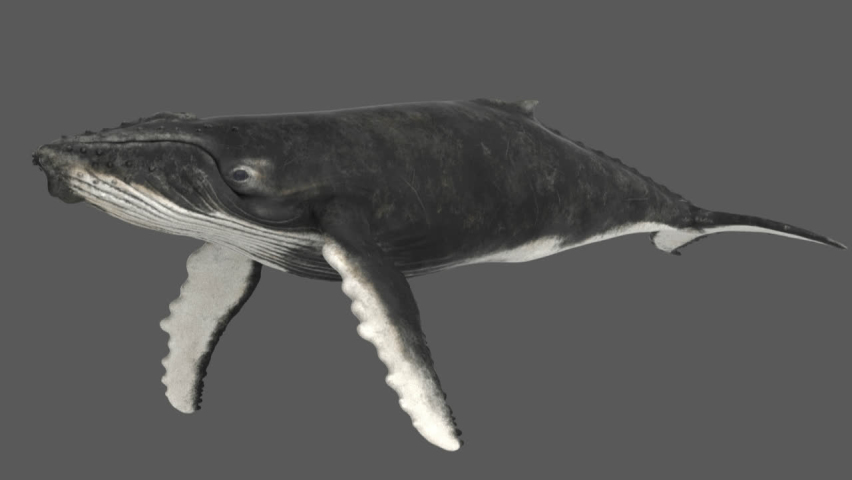 blue whale swimming loop animation Stock Footage Video (100% Royalty ...