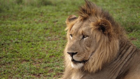 Male Black Mane Lion Mohawk Mane Stock Footage Video (100% Royalty-free ...