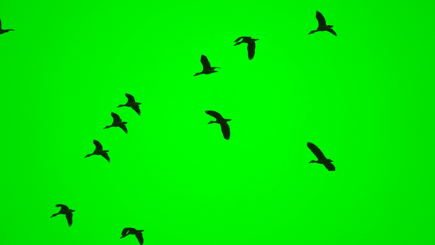 birds flock flying on green screen Stock Footage Video (100% Royalty ...