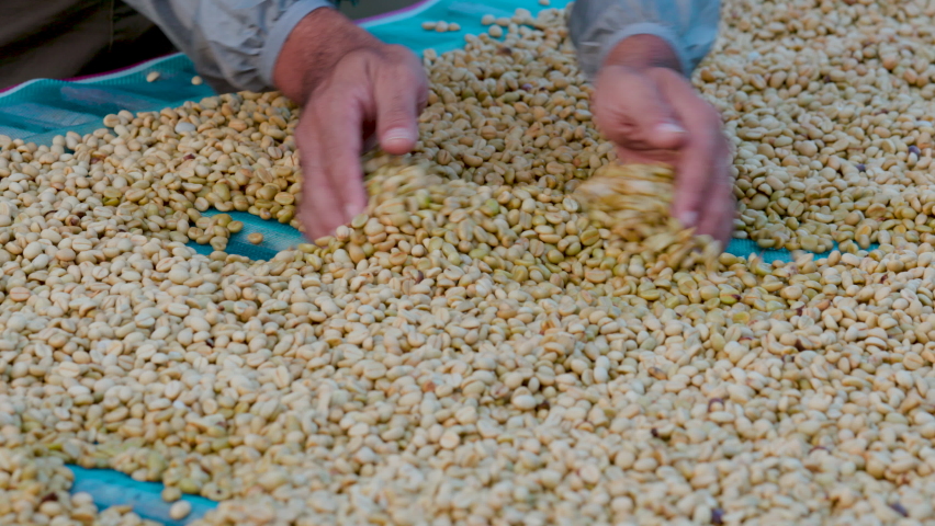 Drying Coffee Beans in Solar Stock Footage Video (100% Royalty-free ...